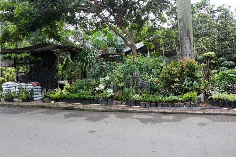 Market Selling Plants on the Side of the Road Stock Photo - Image of ...