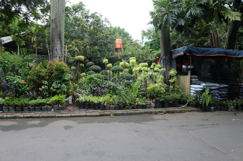 Market Selling Plants on the Side of the Road Stock Image - Image of ...