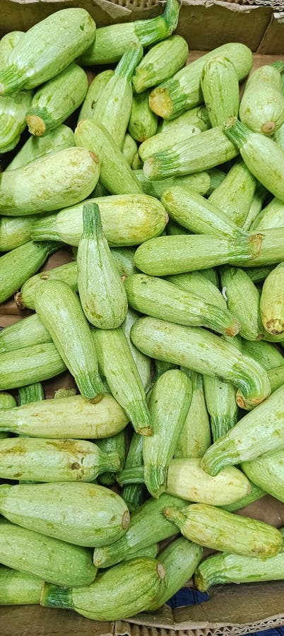Fresh Green Zucchini Vegetable on the Market Stock Photo - Image of ...