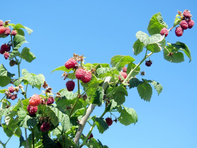 Markham-Himbeerbusch 2016 stockfoto. Bild von hängen - 74766620