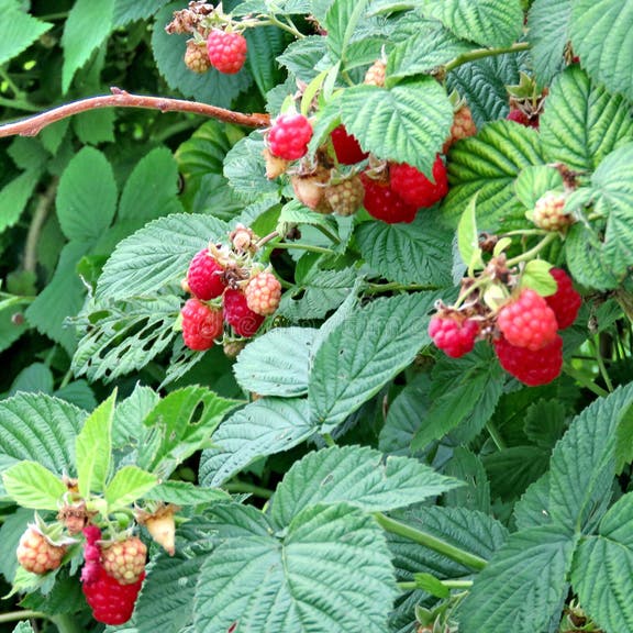 Markham the Raspberry Bush 2017 Stock Image - Image of harvest, fresh ...