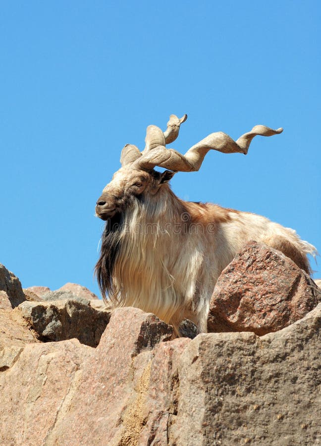 Markhor stock photo. Image of markhor, brown, wildlife - 22379892