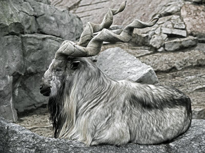 Markhor photo stock. Image du ruminant, nature, verticale - 64430498