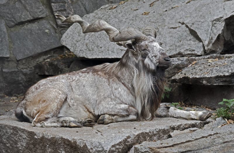 Markhor photo stock. Image du herbivore, sauvage, saut - 64430498