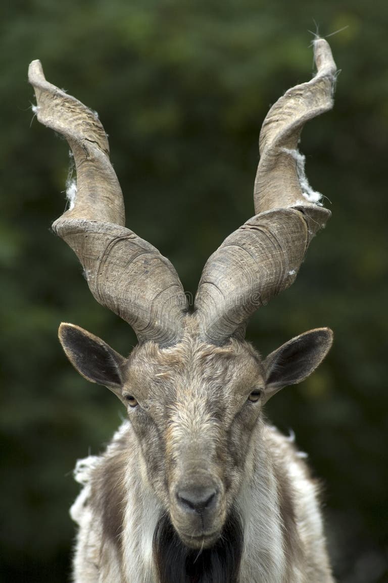 937 Markhor Stock Photos - Free & Royalty-Free Stock Photos from Dreamstime