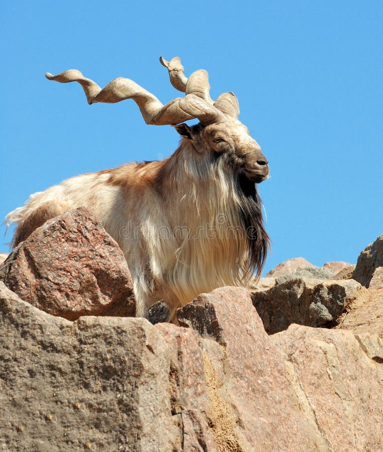 Markhor Goat with Twisted Horns Stock Image - Image of wildlife, goat ...