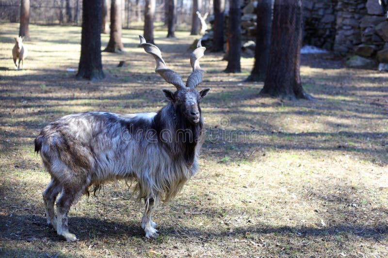 Markhor goat closeup stock photo. Image of environmental - 42522506