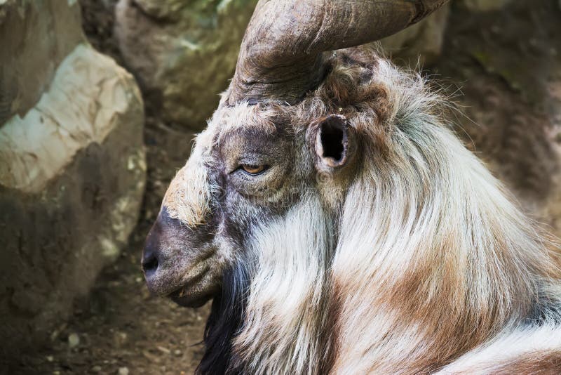 Markhor goat head stock photo. Image of male, capra, head - 32013428