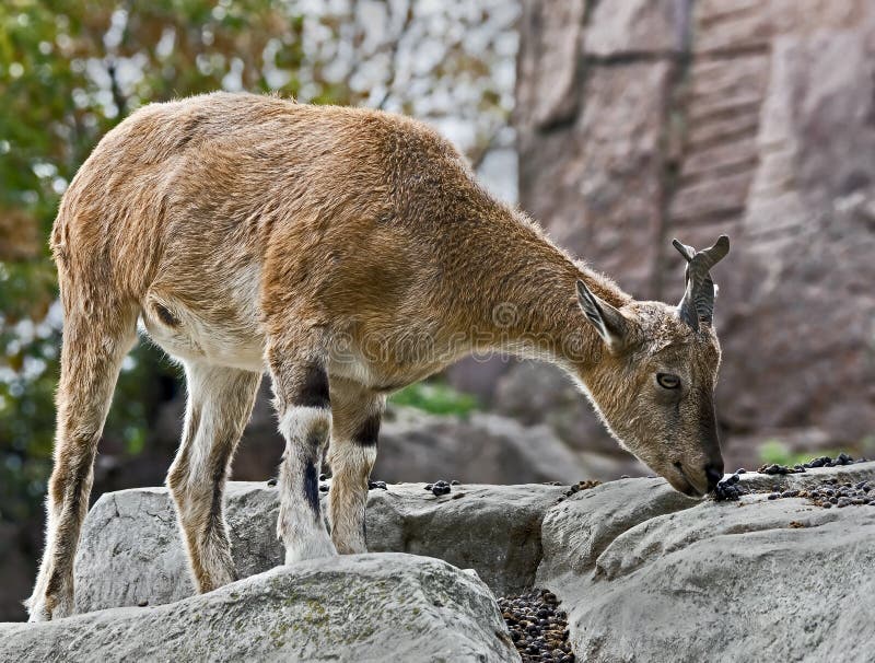 Markhor kid 1 stock image. Image of pasture, environment - 65291419