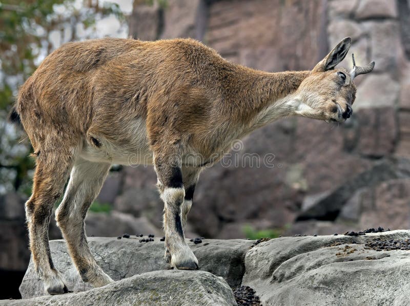 Markhor kid 2 stock photo. Image of herbivore, mountain - 65917266