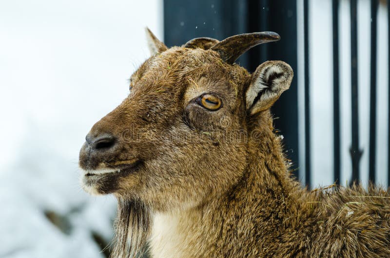 Markhor stock image. Image of female, goat, mammals, uzbekistan - 51892343