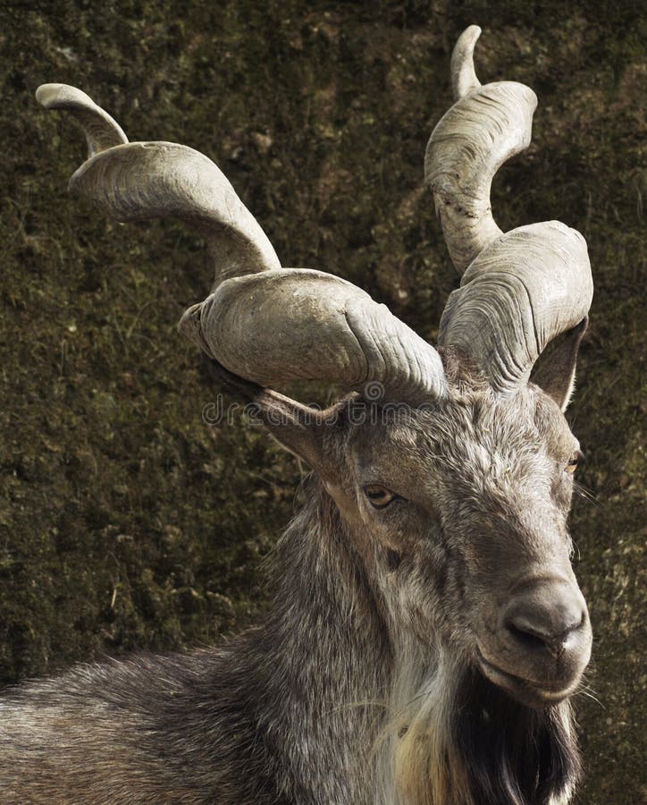 Markhor male 7 stock photo. Image of species, markhor - 150006102