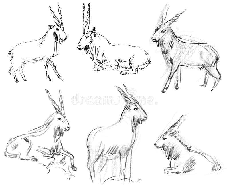 Markhor stock illustration. Illustration of alpinist - 36588179