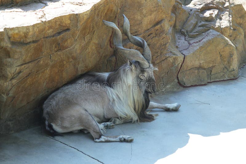 Markhor stock photo. Image of summer, horns, gruff, hooves - 101145914