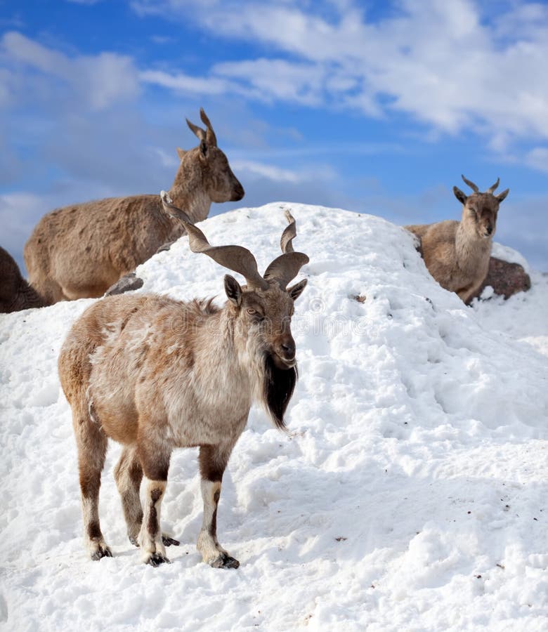 Markhor in wildness area stock photo. Image of afghanistan - 23817410
