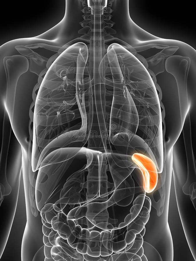 Milz Stock Illustrationen, Vektoren, & Kliparts - 5,701 Stock ...