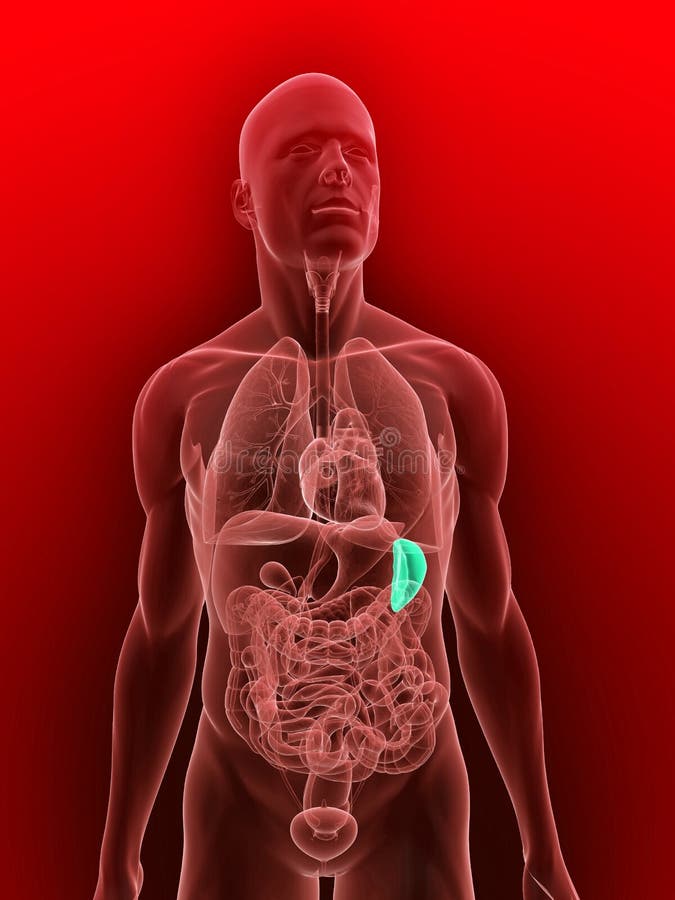 Menschliche Milz stock abbildung. Illustration von organ - 5591514
