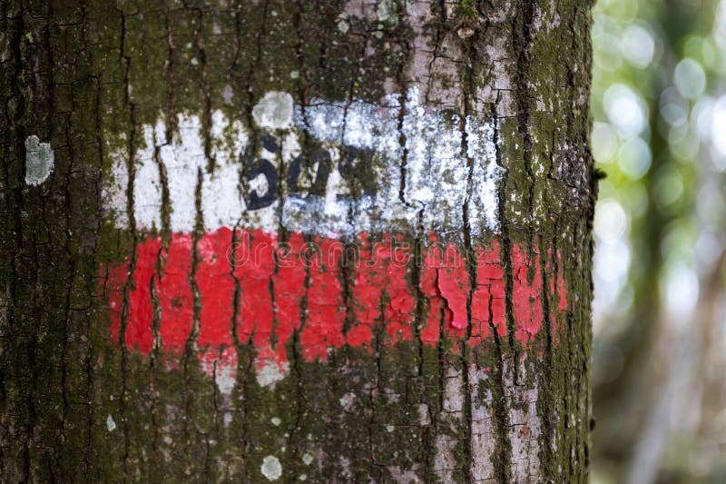Marking of the Forest Path with White and Red Paint Stock Image - Image ...