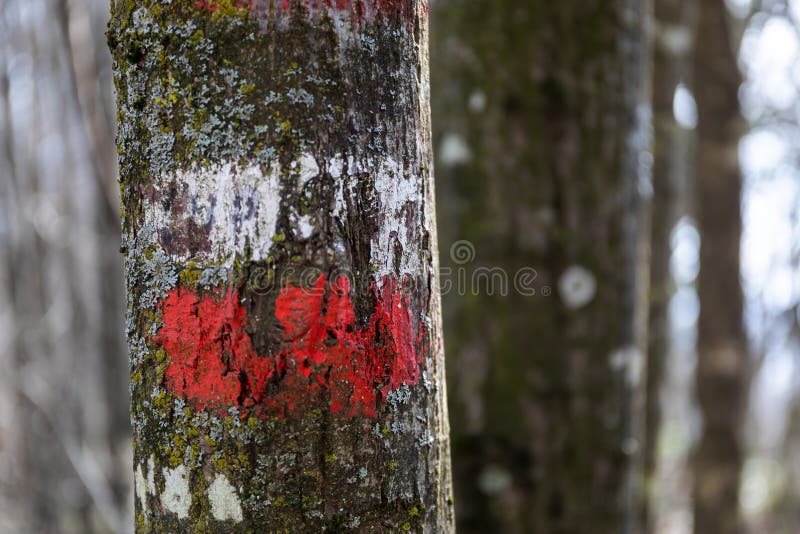 Marking of the Forest Path with White and Red Paint Stock Image - Image ...