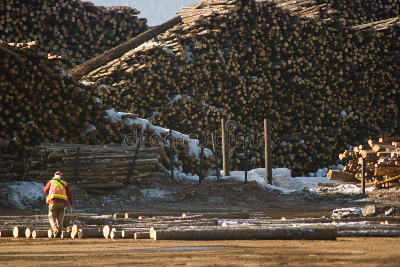 Pulp & Paper Mill stock photo. Image of piles, pollution - 1369438
