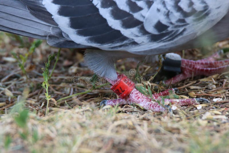 Marking a Pigeon All the Initials of the Bird and the Organization ...