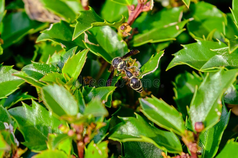 Eastern Yellowjacket (Vespula Maculifrons) Stock Image - Image of ...