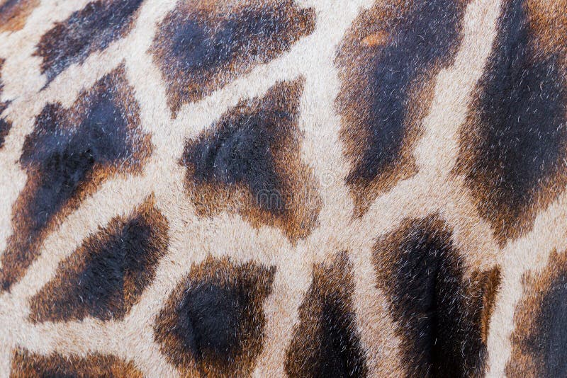 Markings of a giraffe stock image. Image of abstract - 26203439