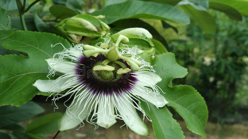 Markisa flower stock photo. Image of beautiful, flower1 - 80988074