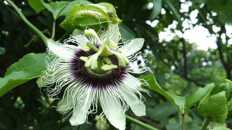 Markisa Flower2 Stock Photos - Free & Royalty-Free Stock Photos from ...