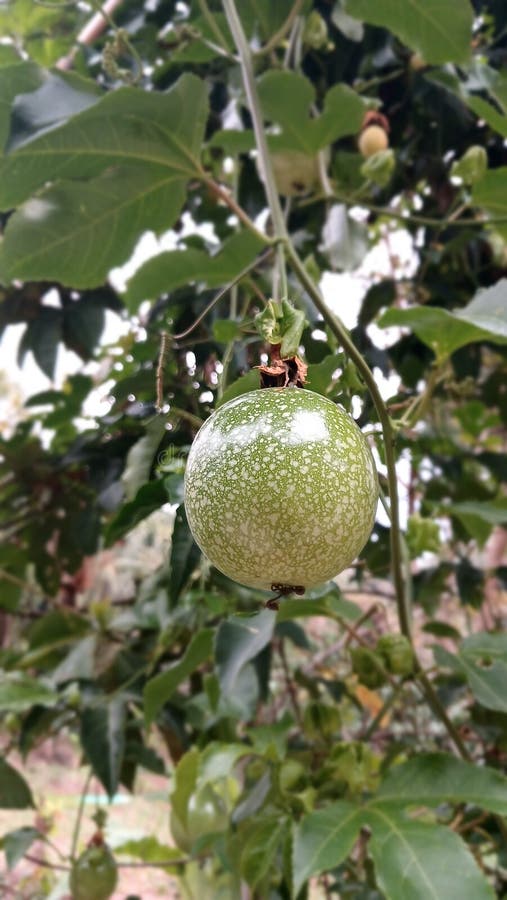 Passifloraflavicarpa Stock Photos - Free & Royalty-Free Stock Photos ...