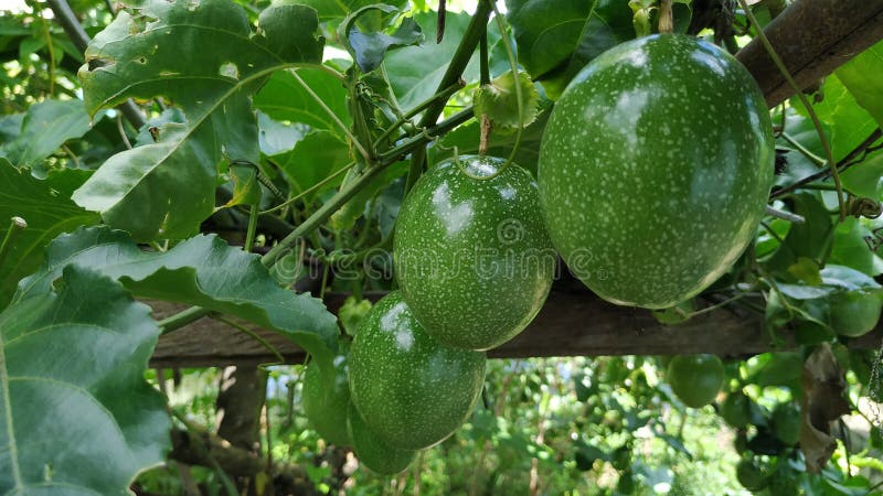 Markisah Stock Photos - Free & Royalty-Free Stock Photos from Dreamstime