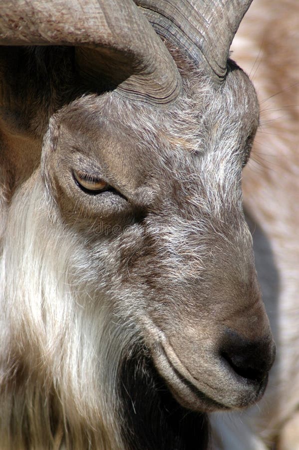 Markor stock image. Image of hairy, portrait, livestock - 9410557