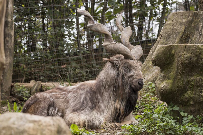 Markor rest in a zoo editorial image. Image of mammal - 144303890