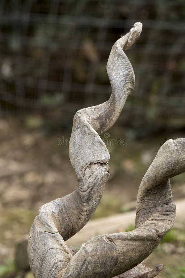 Markor rest in a zoo editorial stock photo. Image of twisted - 144303978