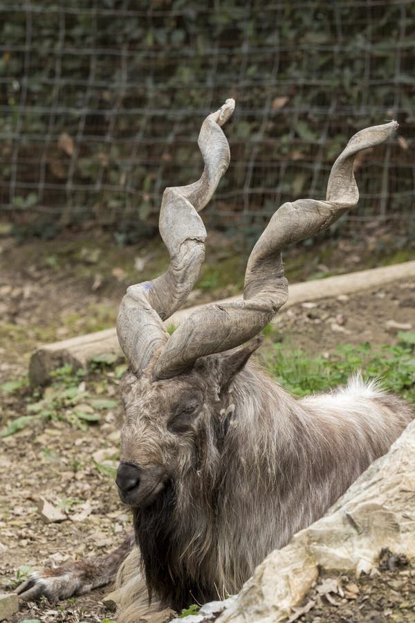 Markor rest in a zoo editorial photo. Image of ibex - 144303466