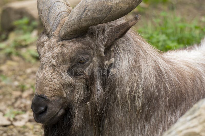 Markor rest in a zoo editorial stock photo. Image of ruminant - 144303753