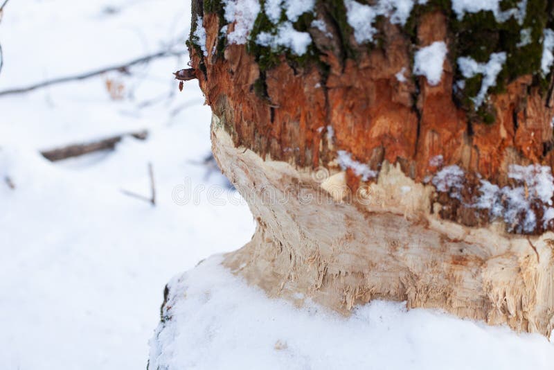Marks from Beaver Teeth on Tree Trunk. Close-up of Deciduous Tree with ...