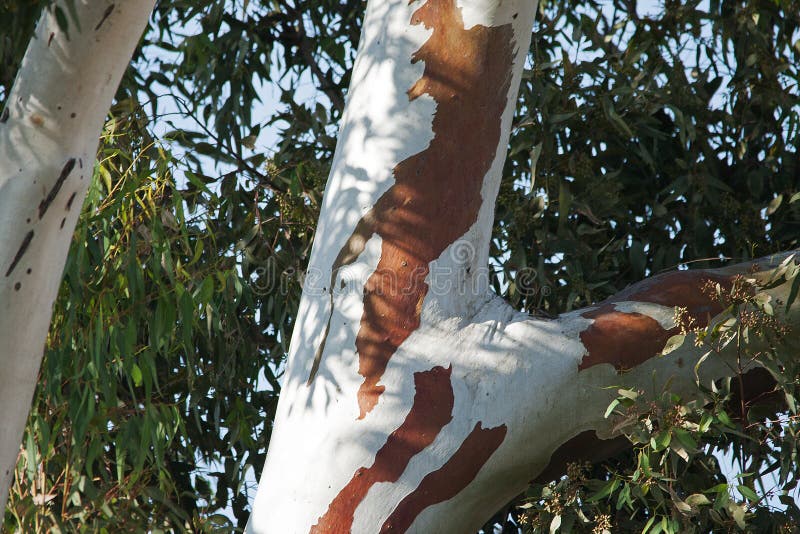 MARKS on EUCALYPTUS BARK stock image. Image of green - 94078839