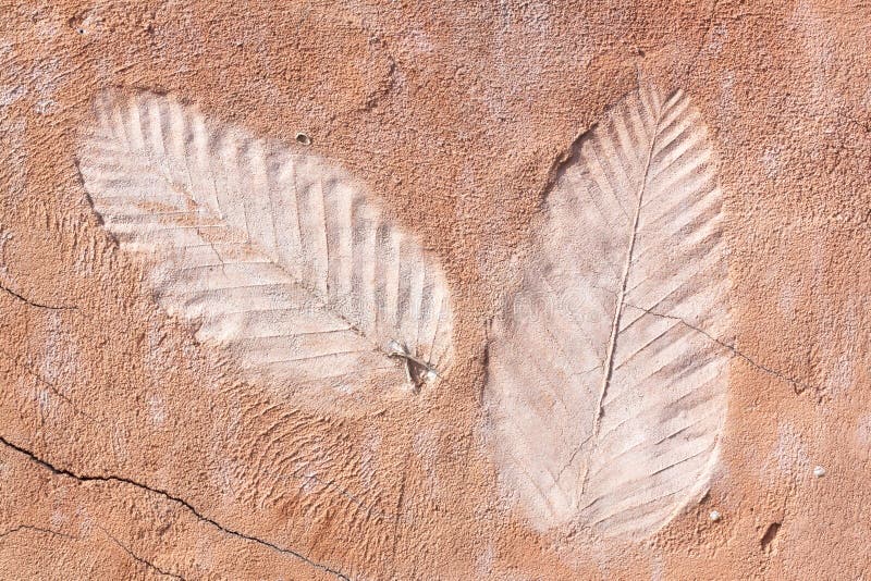 Marks of leaf stock image. Image of plant, floor, exterior - 39711917