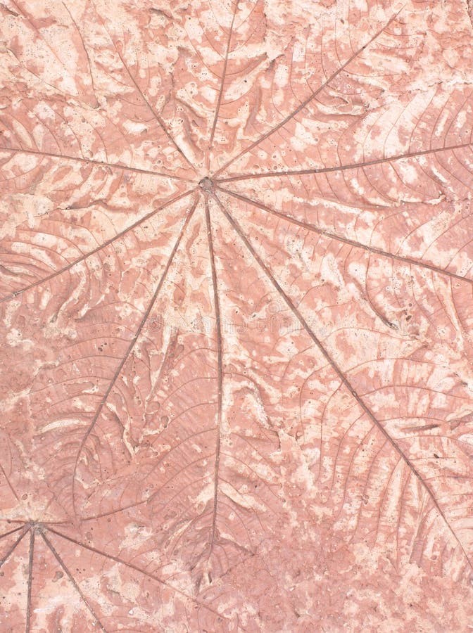 Marks of leaf stock photo. Image of leaf, imprint, background - 39713718