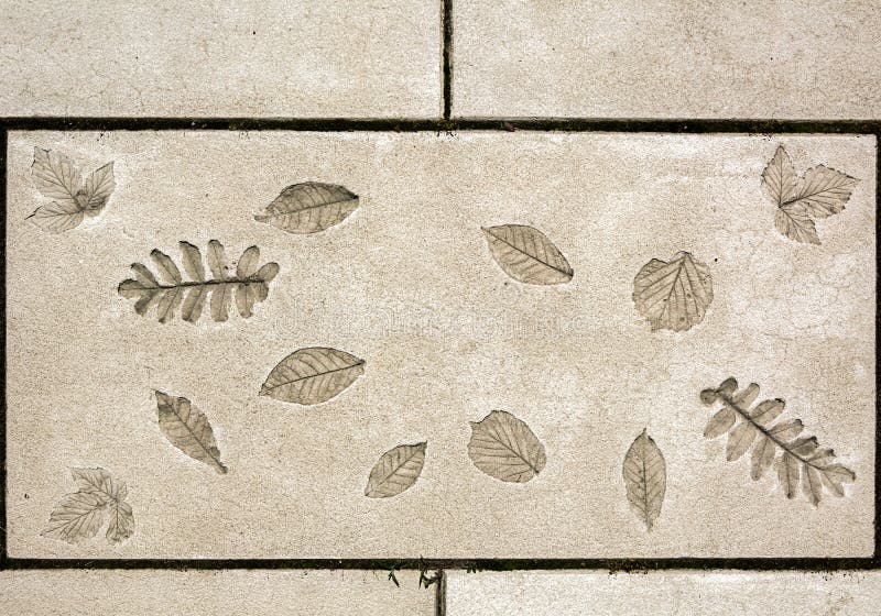 Marks of Leaf on the Concrete Stock Image - Image of fossil, background ...