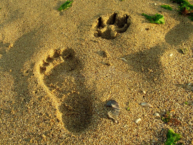Meditating dog stock image. Image of meditation, canine - 26474841