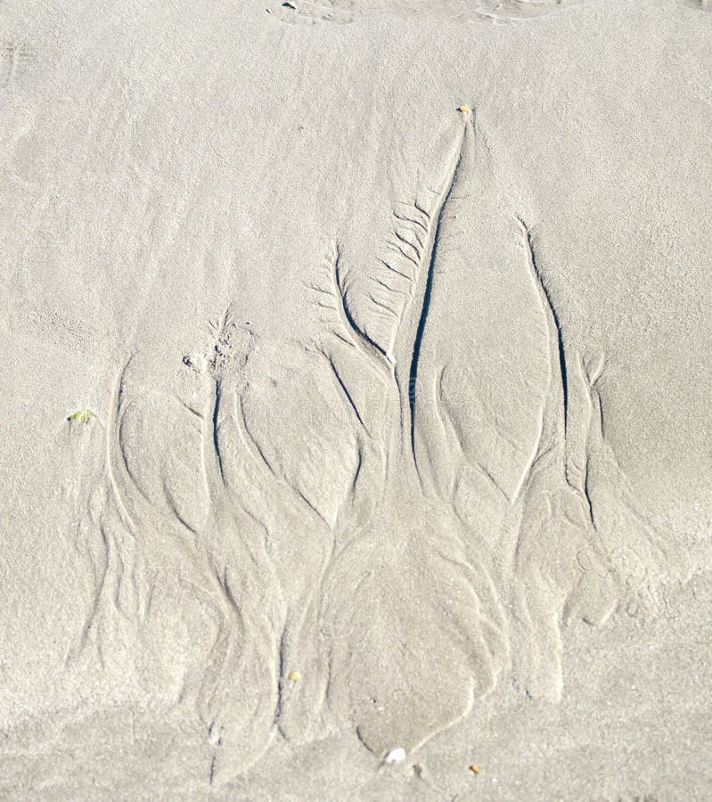 Marks in the Sand on the Beach Created by Small Currents at Low Tide ...