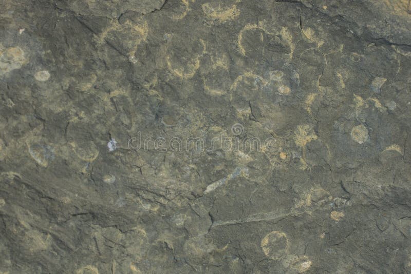 Marl. Texture. stock photo. Image of irregular, gravel - 88215302