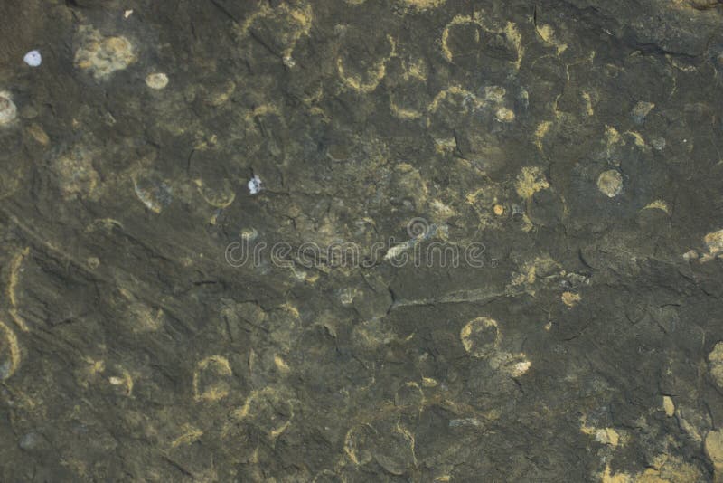 Marl. Texture. stock photo. Image of irregular, gravel - 88215302