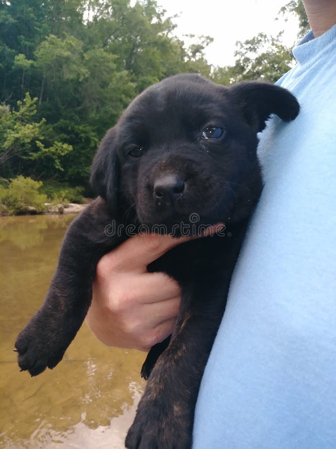 Marleaux Black Labrador stock image. Image of pure, labrador - 132191211