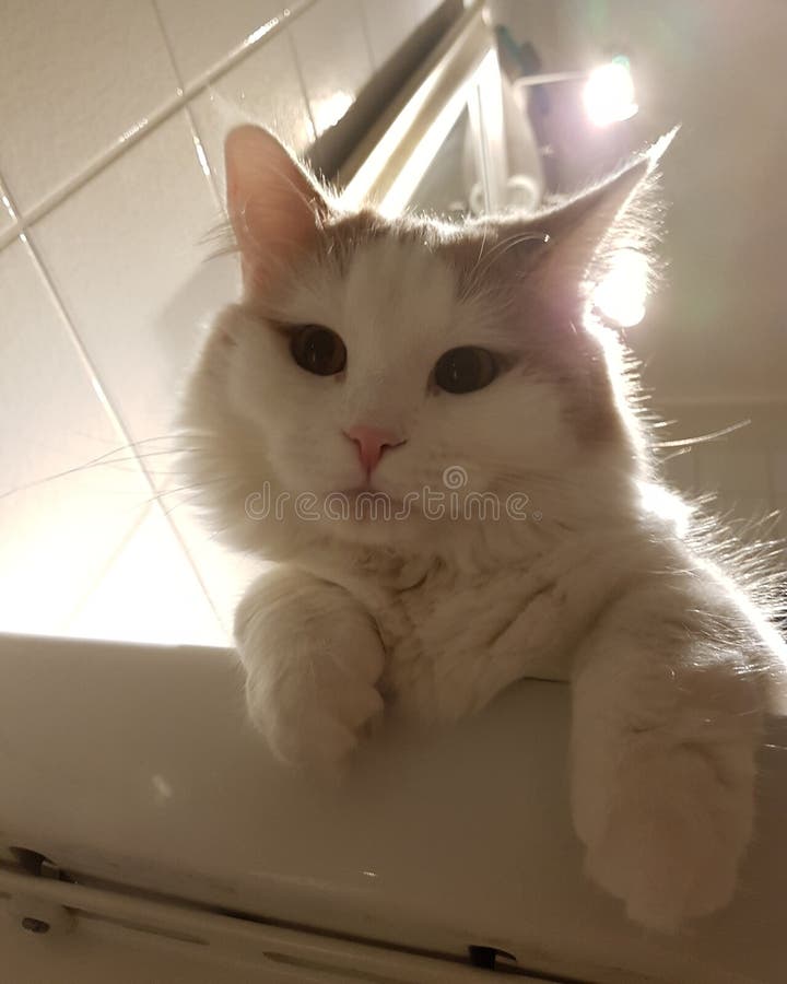 Marley stock image. Image of animal, kitten, marley - 109600791