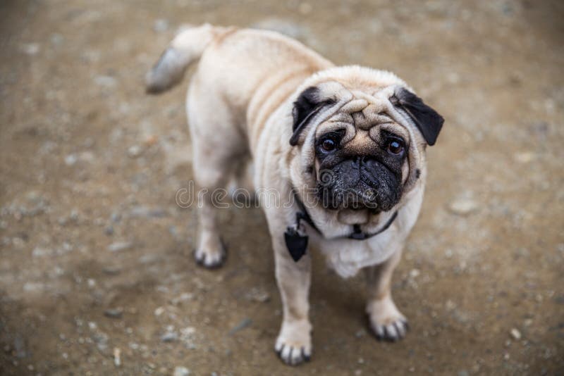 Marley and Elvis stock image. Image of small, purebred - 54616589