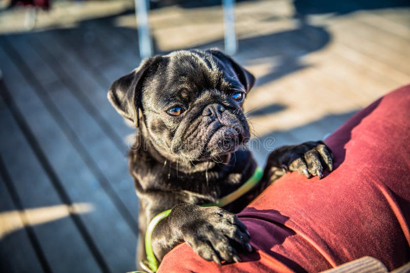 Marley and Elvis stock photo. Image of canine, small - 62866072