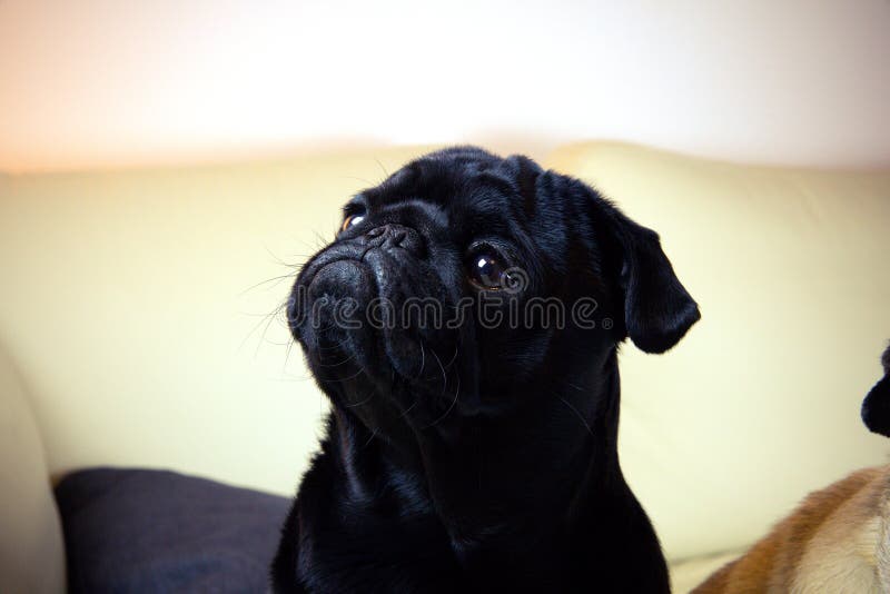 Marley and Elvis stock image. Image of purebred, funny - 66444267